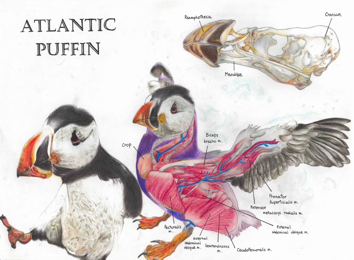 Royal Society of Biology Shortlist | News | St John's College Cardiff